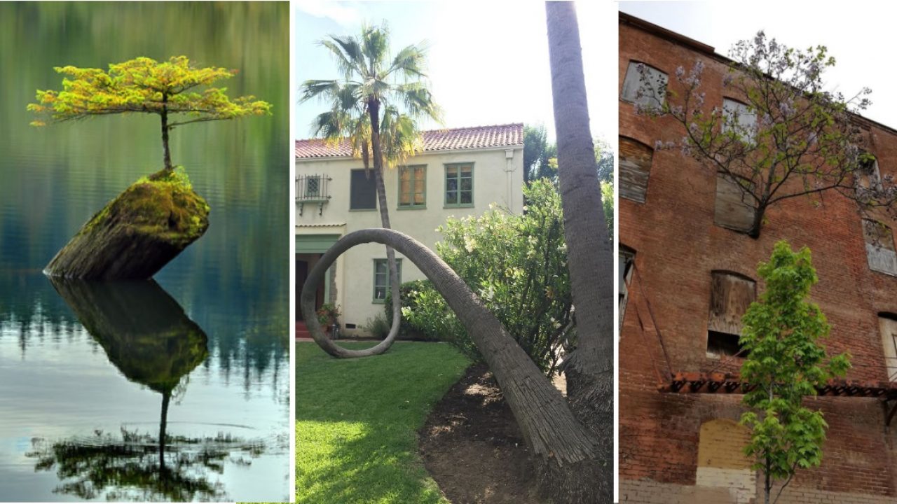 20+ Trees That Grew Up In The Most Impossible Landscapes Proving That ...