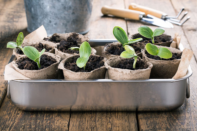 6 Easy Ways To Grow Plants From Seed ~ Plantgrowpick Pty Ltd | Australia