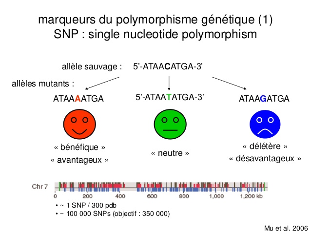 Marqueurs génétiques et polymorphisme ~ COURS de la pharmacie