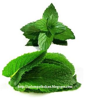 Manfaat Daun Mint