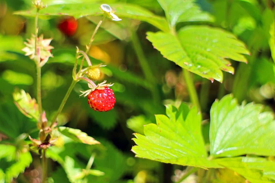 Fragaria «frutilla» «fresa» - Id Plantae