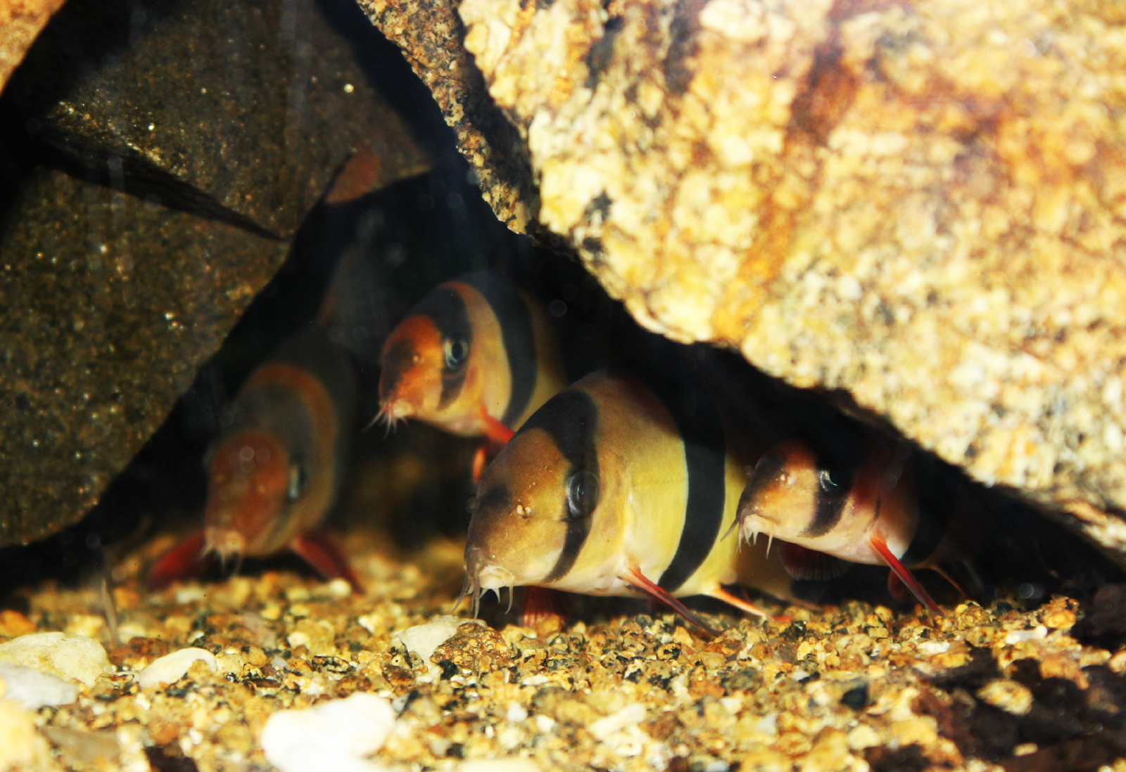 Amazing Fish: Dither Fish