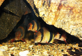 Amazing Fish: Dither Fish