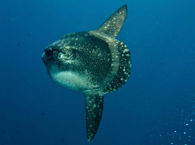 Sunfish | The Life of Animals