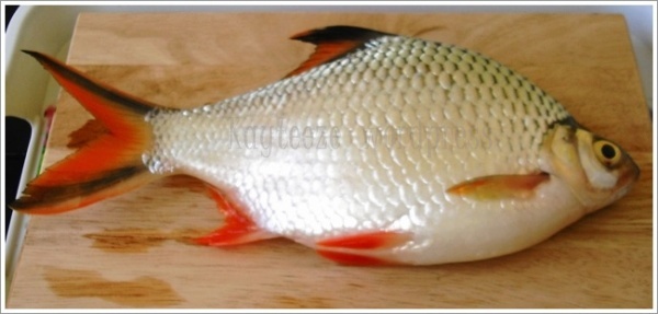 MATA KAIL BATU LADUNG JENAHAK PANGGANG: SEDAPNYA LAMPAM GORENG