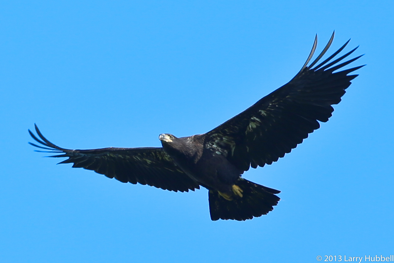 Union Bay Watch : The Eaglet Flies - What's Next?