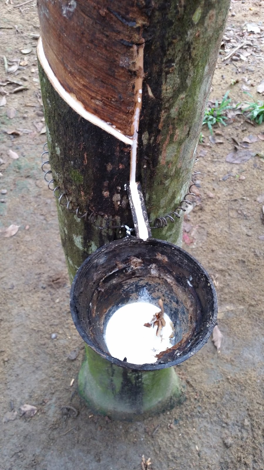 Warisan Petani: Tanaman Getah.