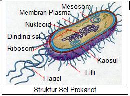 My biology: Sel dan Struktur Sel (Prokariote dan Eukariote)