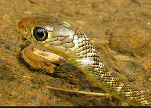 sikkahoder: MENGENAL JENIS ULAR DI INDONESIA