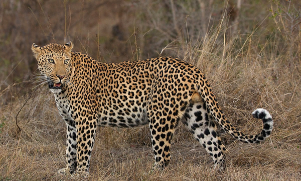 Ecofriendly: Leopard