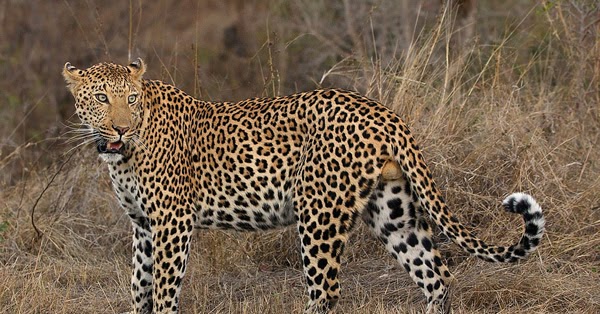 Ecofriendly: Leopard