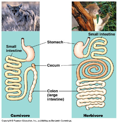 Choose Life and Wellness: The Comparative Anatomy of Eating