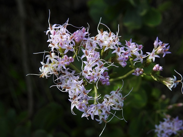 " Welcome to Lavender Dreams ": Garberia, Fall Wildflowers