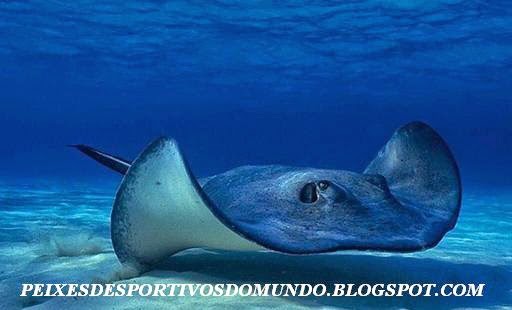 PEIXES DESPORTIVOS DO MUNDO: A RAIA NEGRA - Dasyatis thetidis (Ogilby ...