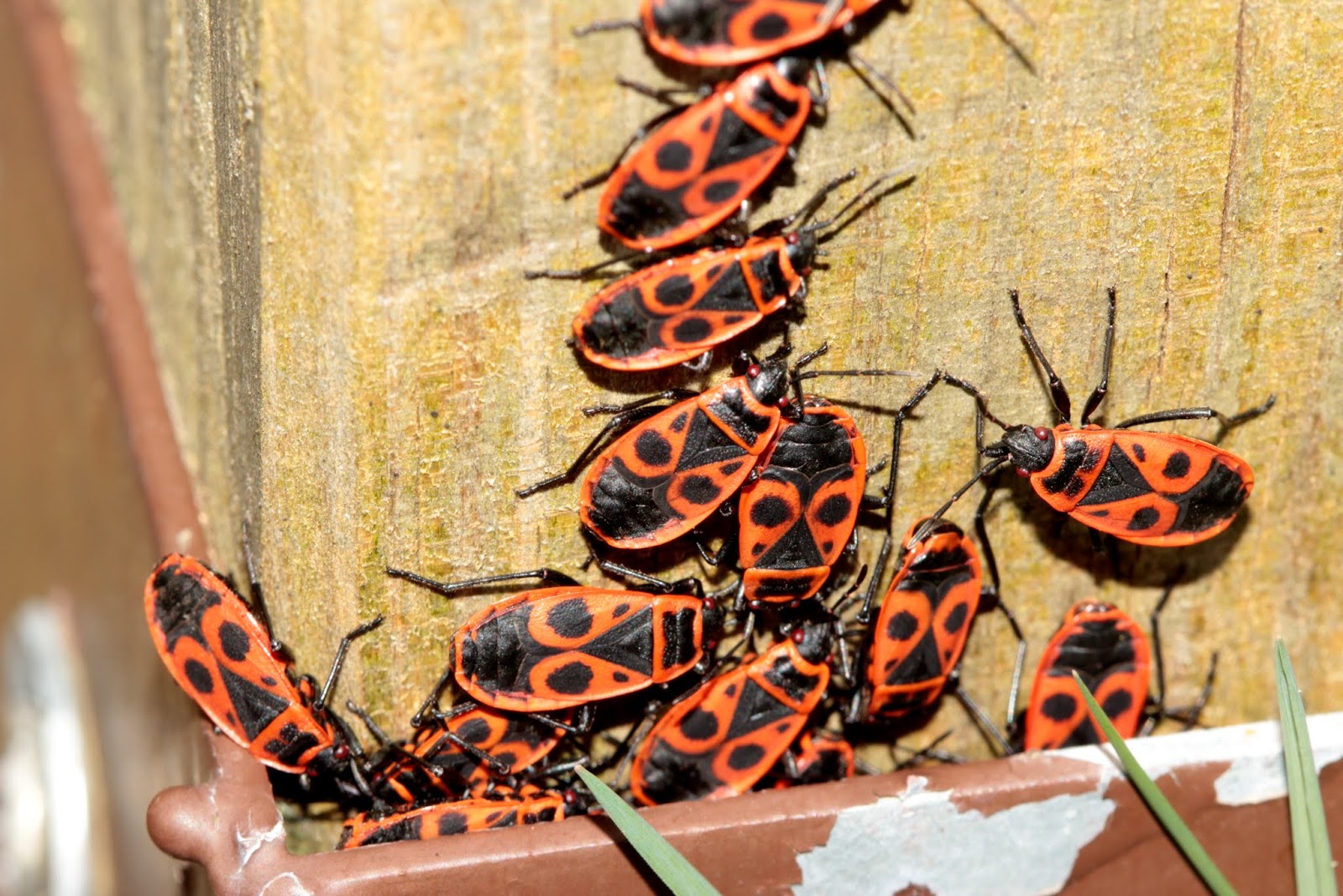 Chateau Moorhen..... goes south!: February bugs