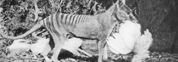 HoyVerde.com: La leyenda del tilacino, el ya extinto "tigre de Tasmania"