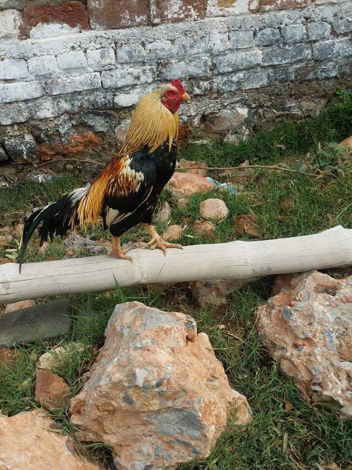 pakistani Aseel/Asil Breed Chicken