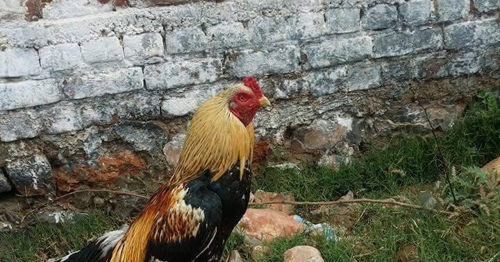 pakistani Aseel/Asil Breed Chicken