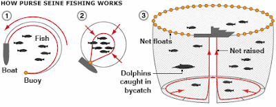 Popular Biology: Opinion - Tuna-tarianism