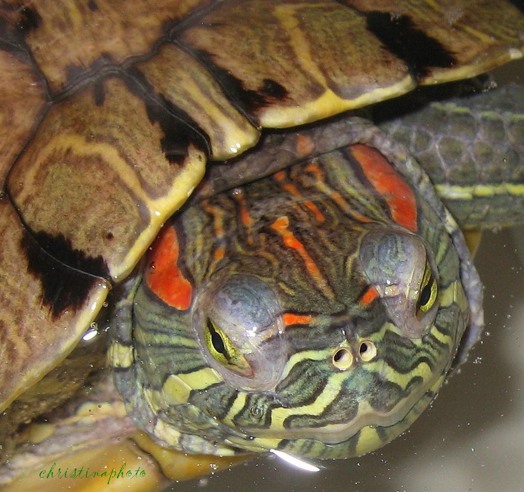 Newest TMNT artwork. [OFFICIAL ART] : r/movies