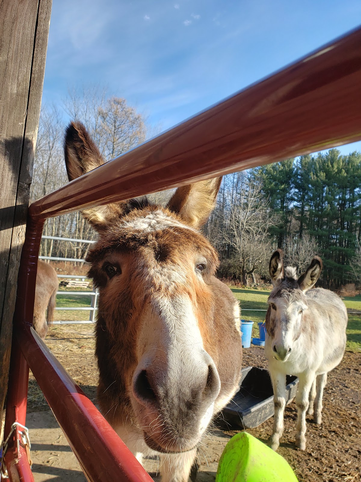 The Dancing Donkey: November 2019