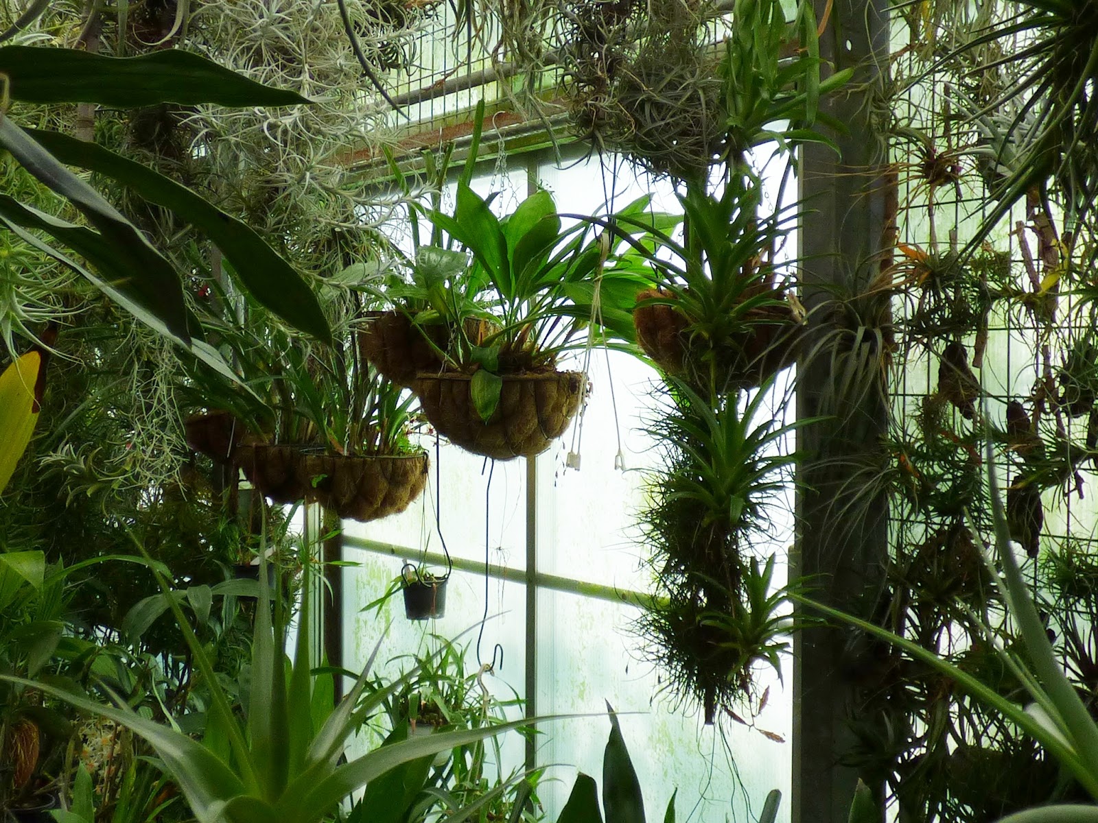 Erdőkerülők: Egy maszek arborétumban, egy trópusi édenkertben: a ...