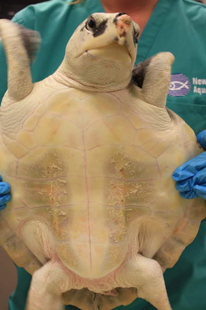 Marine Animal Rescue Team Blog