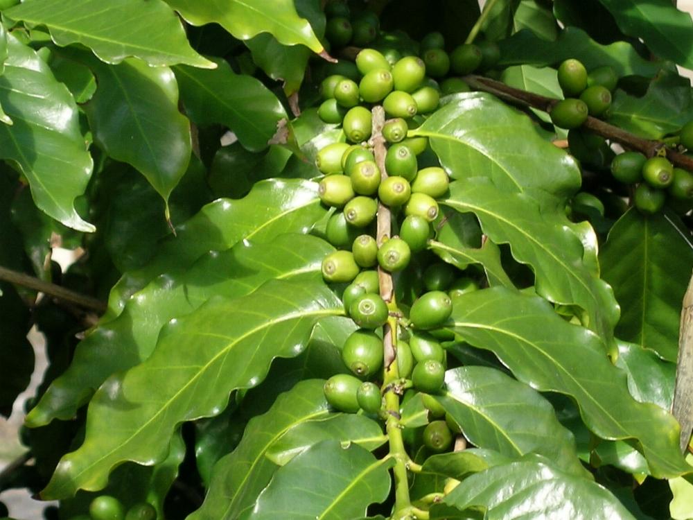 ADE-JARDIM: CONFERÊNCIA INTERNACIONAL DE Coffea canephora