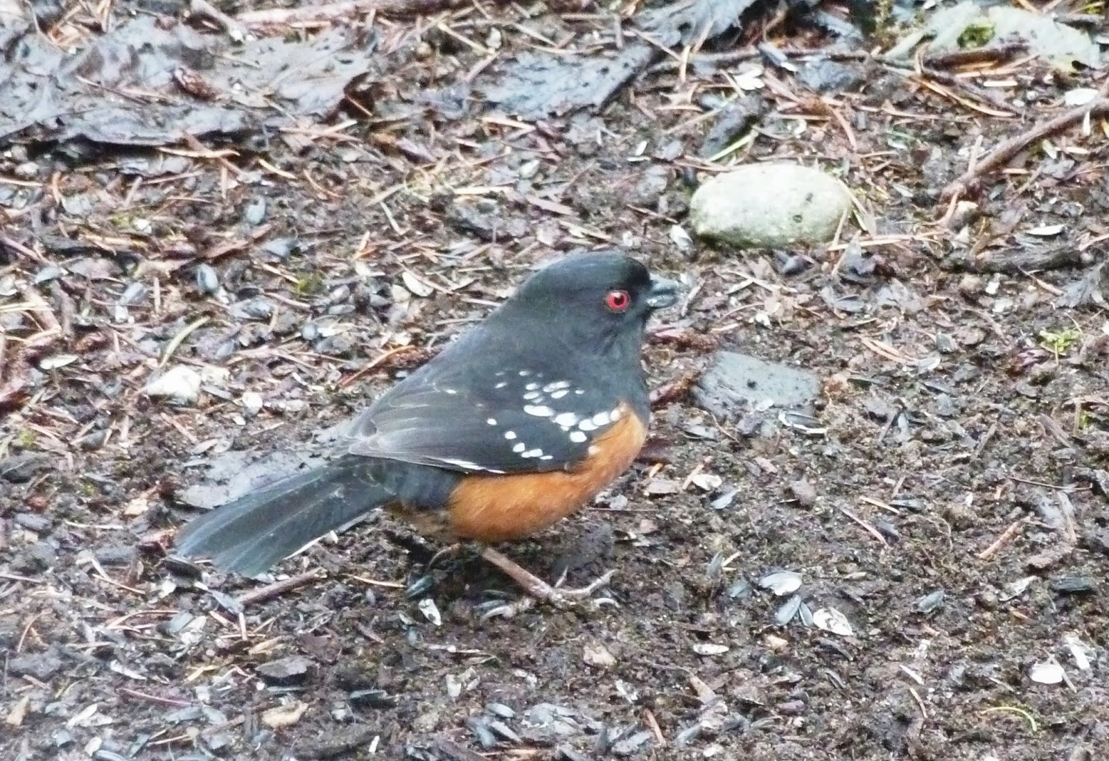Piccalilli Pie: First Bird of the Year 2014: The Spotted Towhee