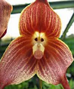 Anggrek Unik Yang Berwajah Monyet