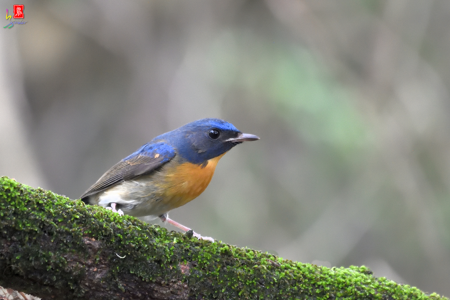 Alder's Bird-watching Notes: 中華藍仙鶲．Chinese Blue Flycatcher．2020/12/24