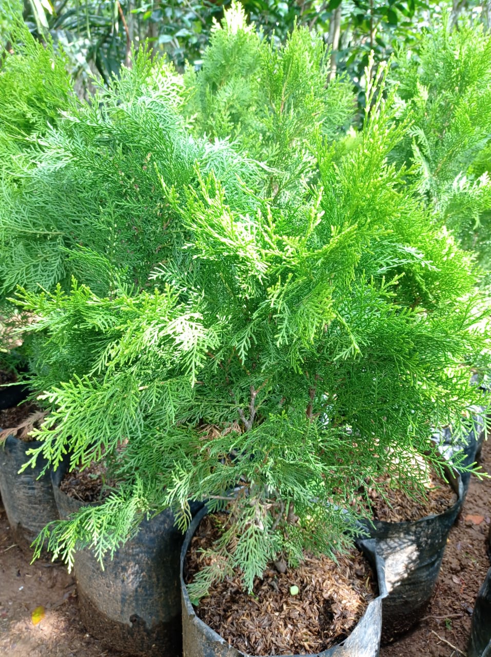 13 JENIS CEMARA YANG MUDAH DIRAWAT ~ SINOX NURSERY