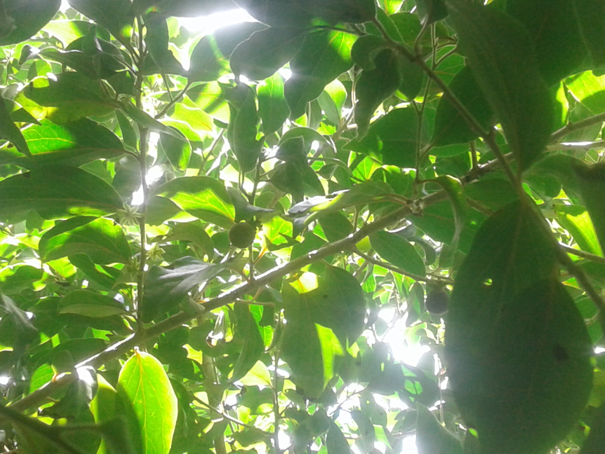 Potagers en liberté à l'île Maurice!