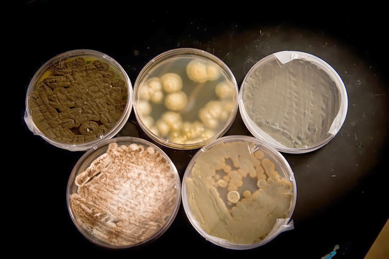 Company Repuation and Digital Media: The case of Capri-sun