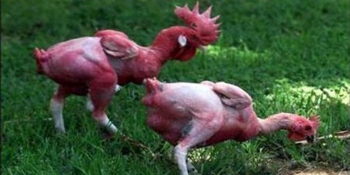 La Génération Evolution!: Problème d'Environnement&Santé: Les OGM!