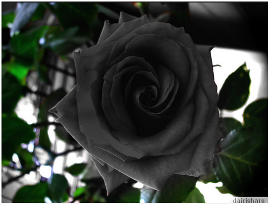 Bunga Ros Berwarna Hitam Hanya Terdapat Di Turki - Crito Loni