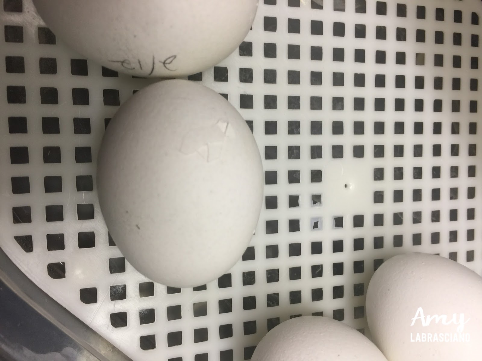 Learning Lessons With Amy Labrasciano: Hatching Chickens in a Classroom