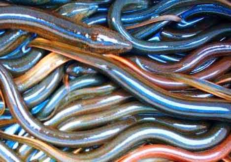 informasi pertanian modern : Cara Budidaya Belut sebagai Usaha Sampingan