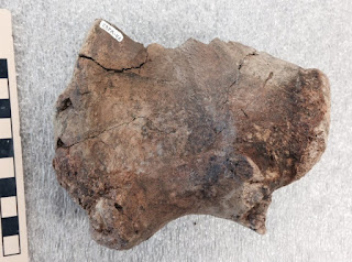 The Coastal Paleontologist: Paleontological research tips II: field ...