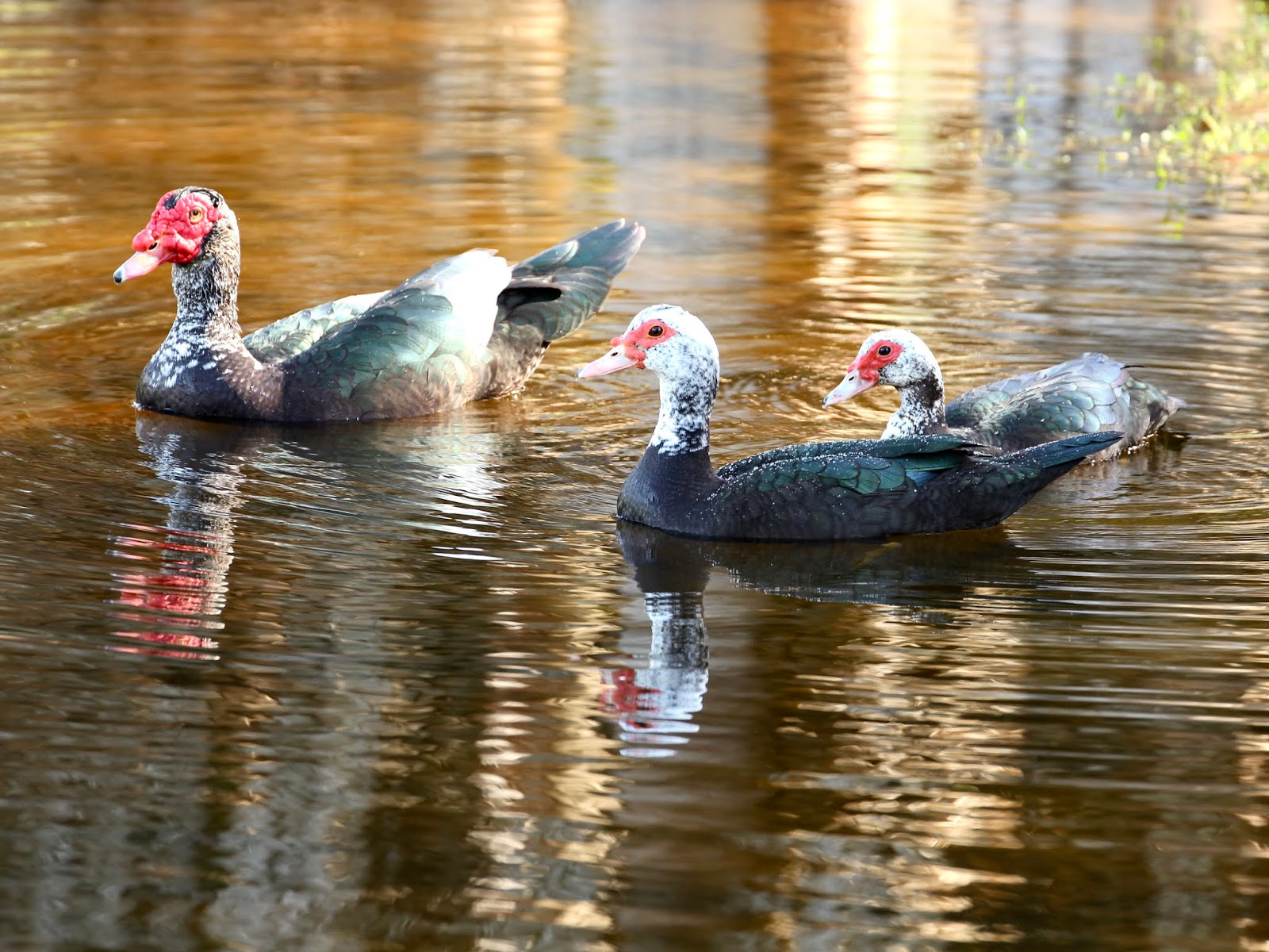 Southwest Daily Images: Muscovy Ducks