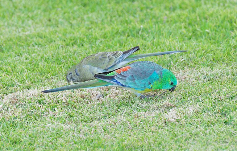 Paying Ready Attention - Photo Gallery: World Bird Wednesday - Red ...