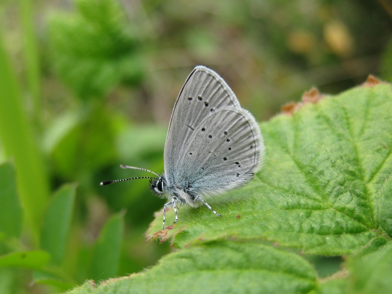 Butterfly Notes: Small Blue - Cupido minimus