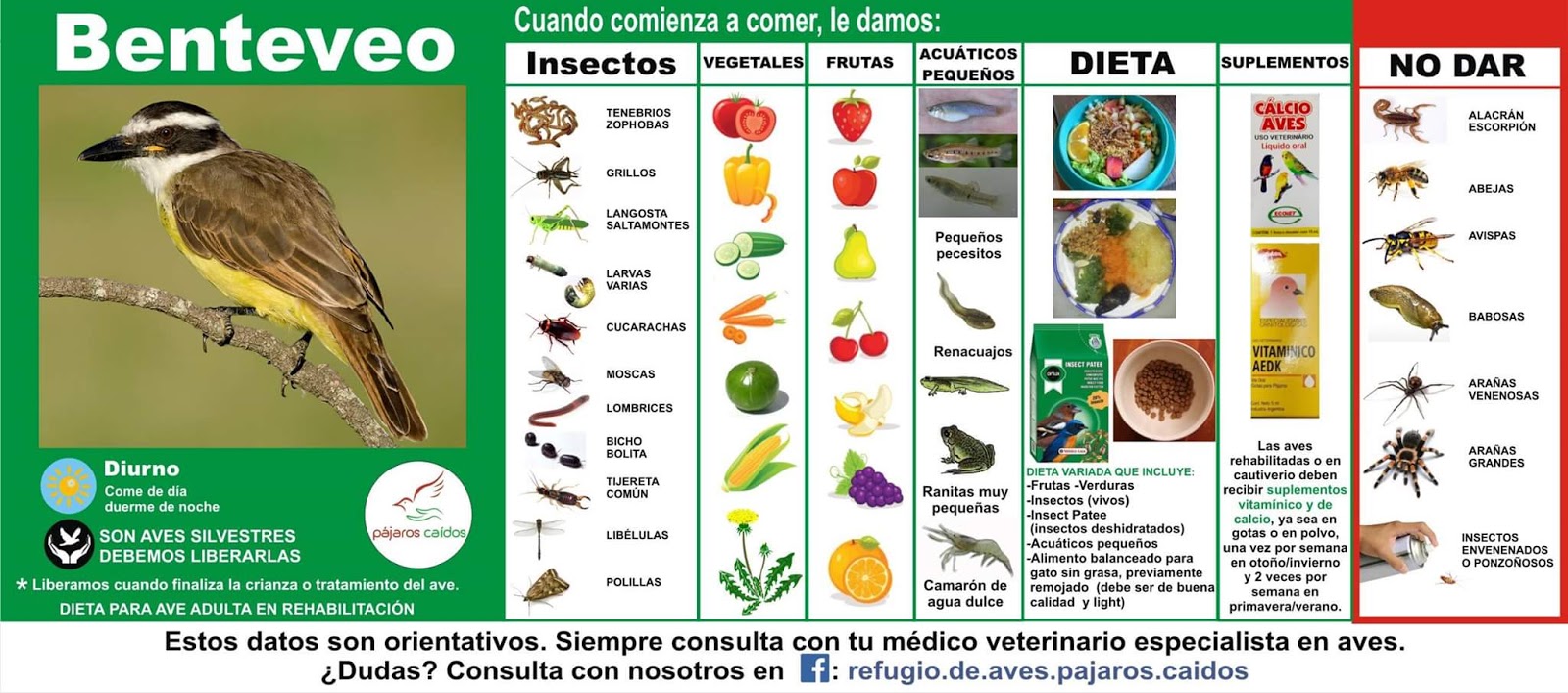 Alimentación para aves insectívoras