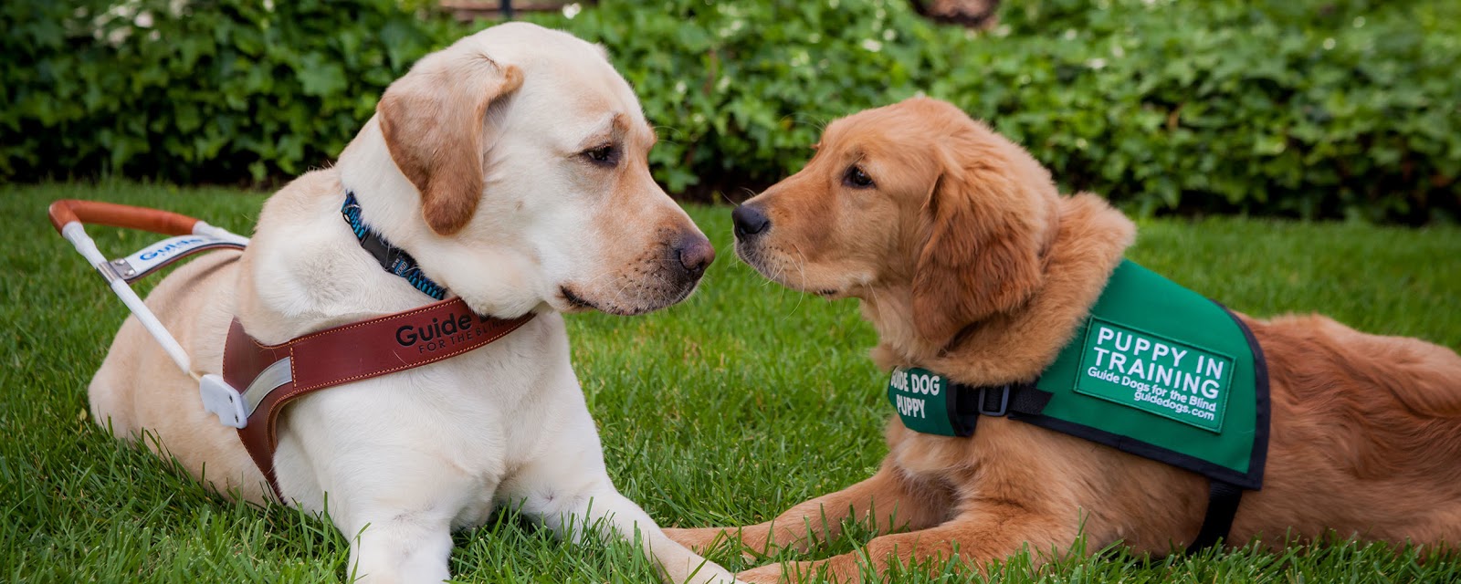 My Guide To You For National Guide Dog Month | Views and More