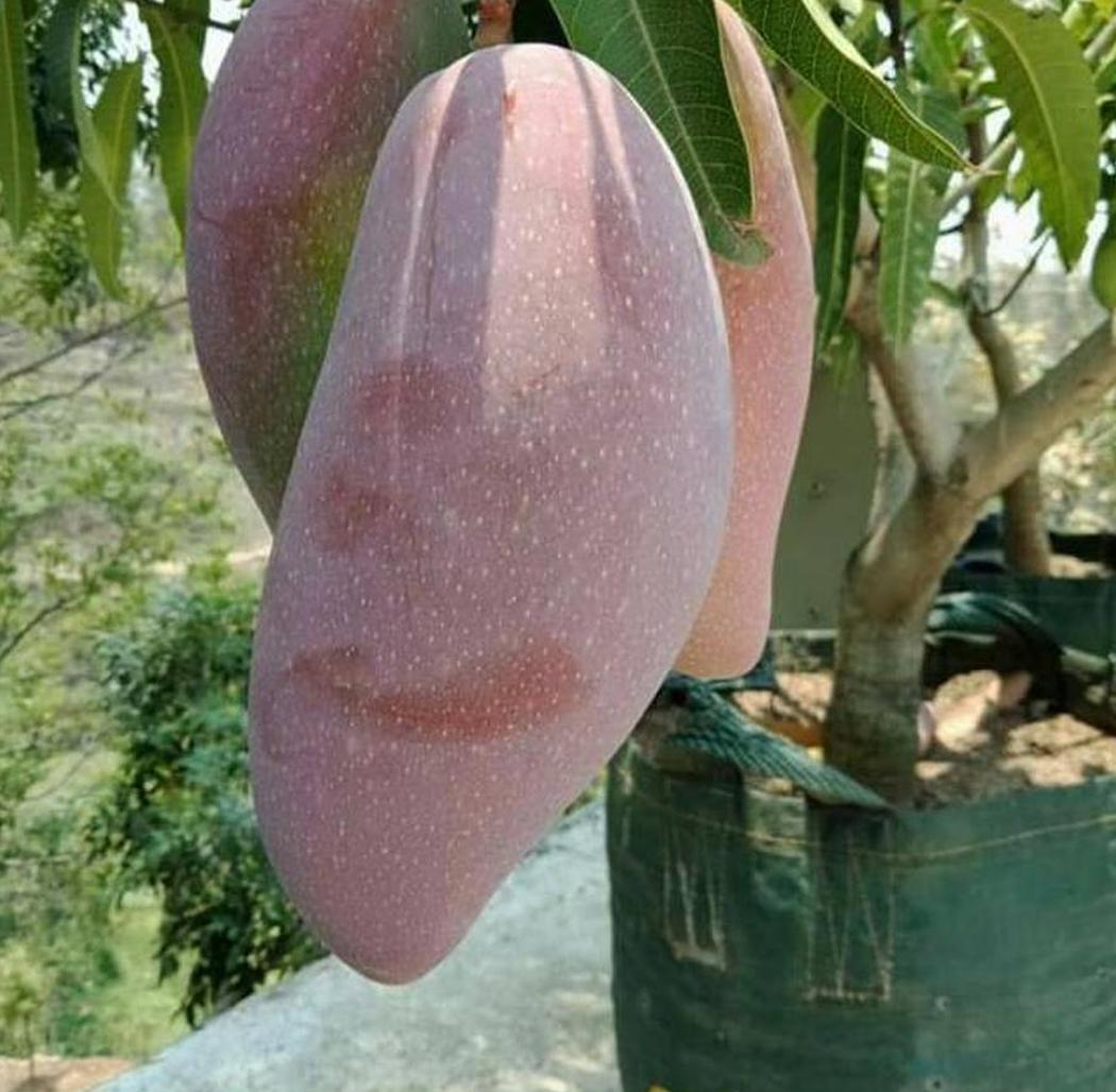 Bibit Mangga Red Ivory Asli Super Genjah