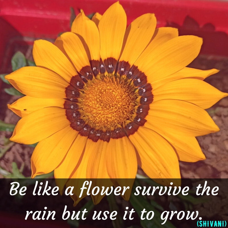 Best 30 Inspirational Flower Quotes With Beautiful Pictures-Quotes ...