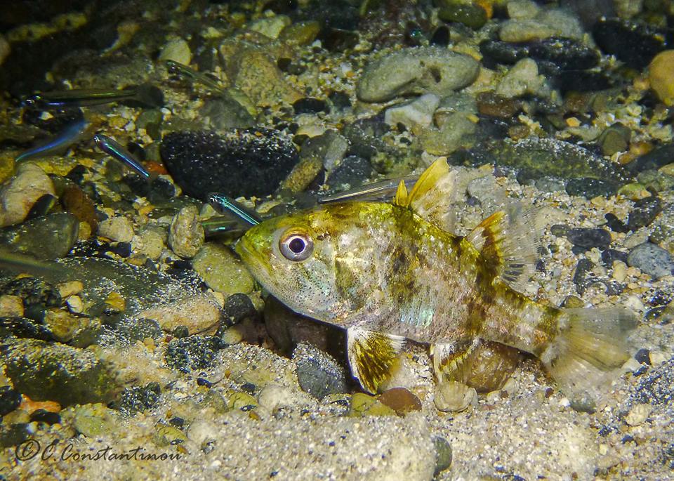 Biodiversity of Cyprus by NGO Protection of the Natural Heritage and ...