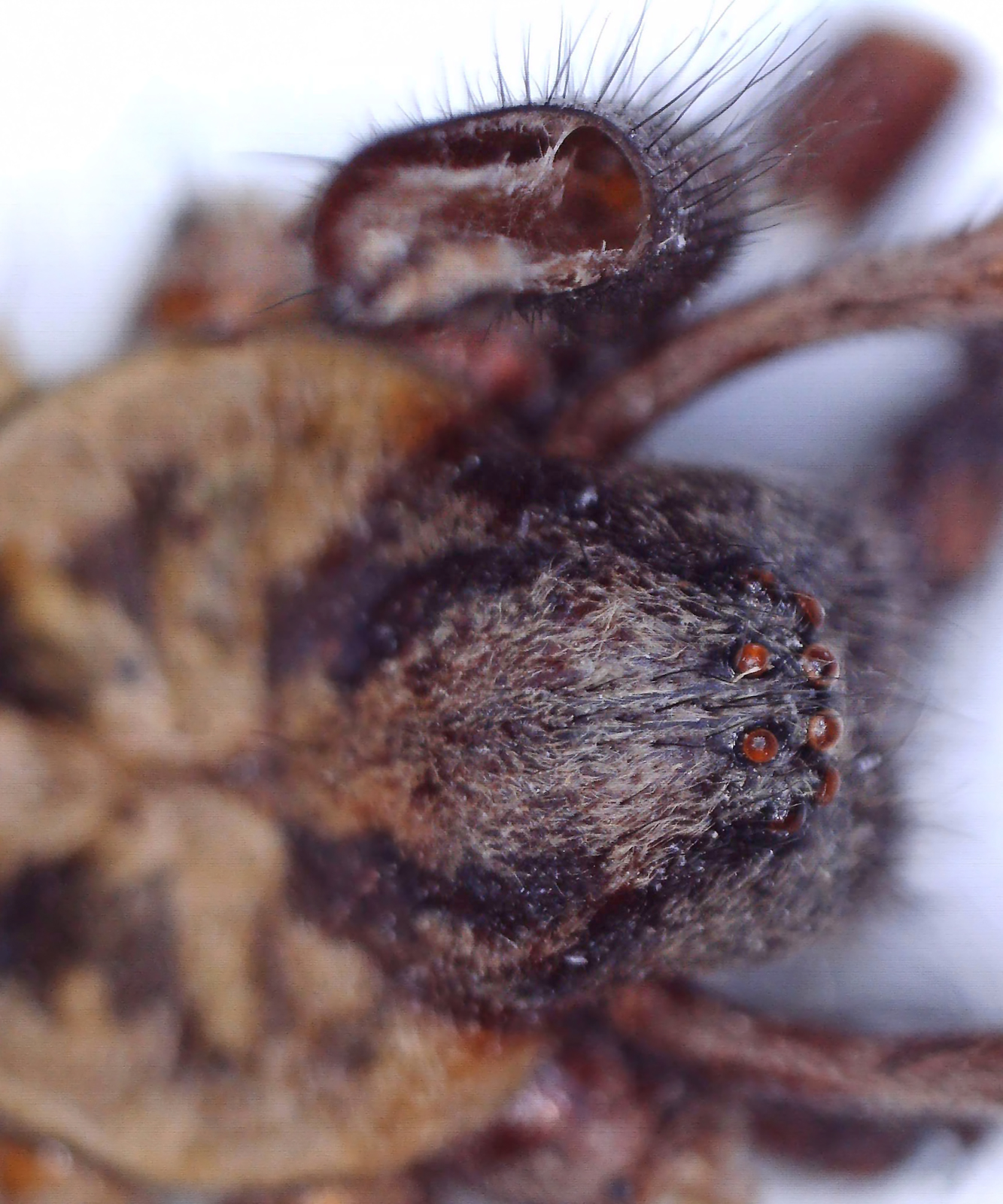 Wanderin' Weeta (With Waterfowl and Weeds): Spider with a broken leg