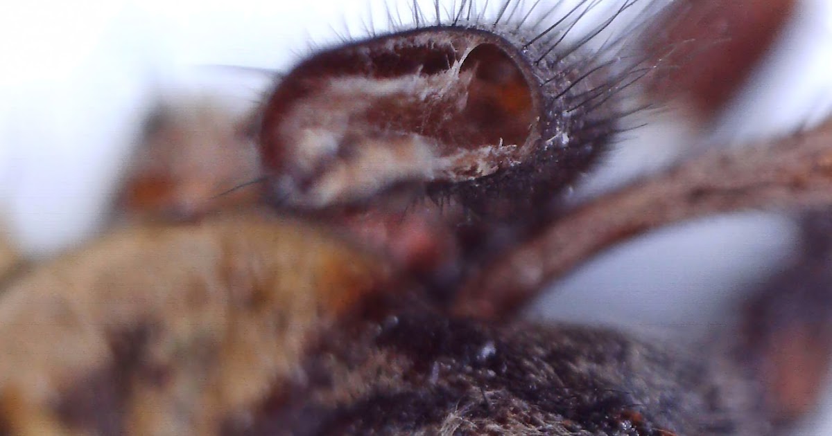 Wanderin' Weeta (With Waterfowl and Weeds): Spider with a broken leg