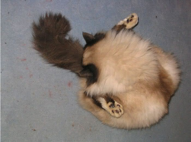 Baratolouko: Imagens WTF #3 - gatos